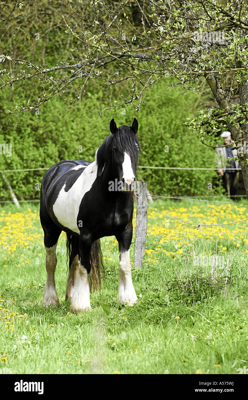 Tinker pferd hi-res stock photography and images - Alamy