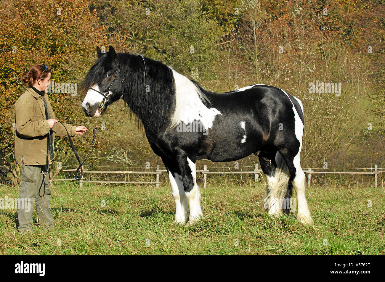 Tinker pferde hi-res stock photography and images - Alamy