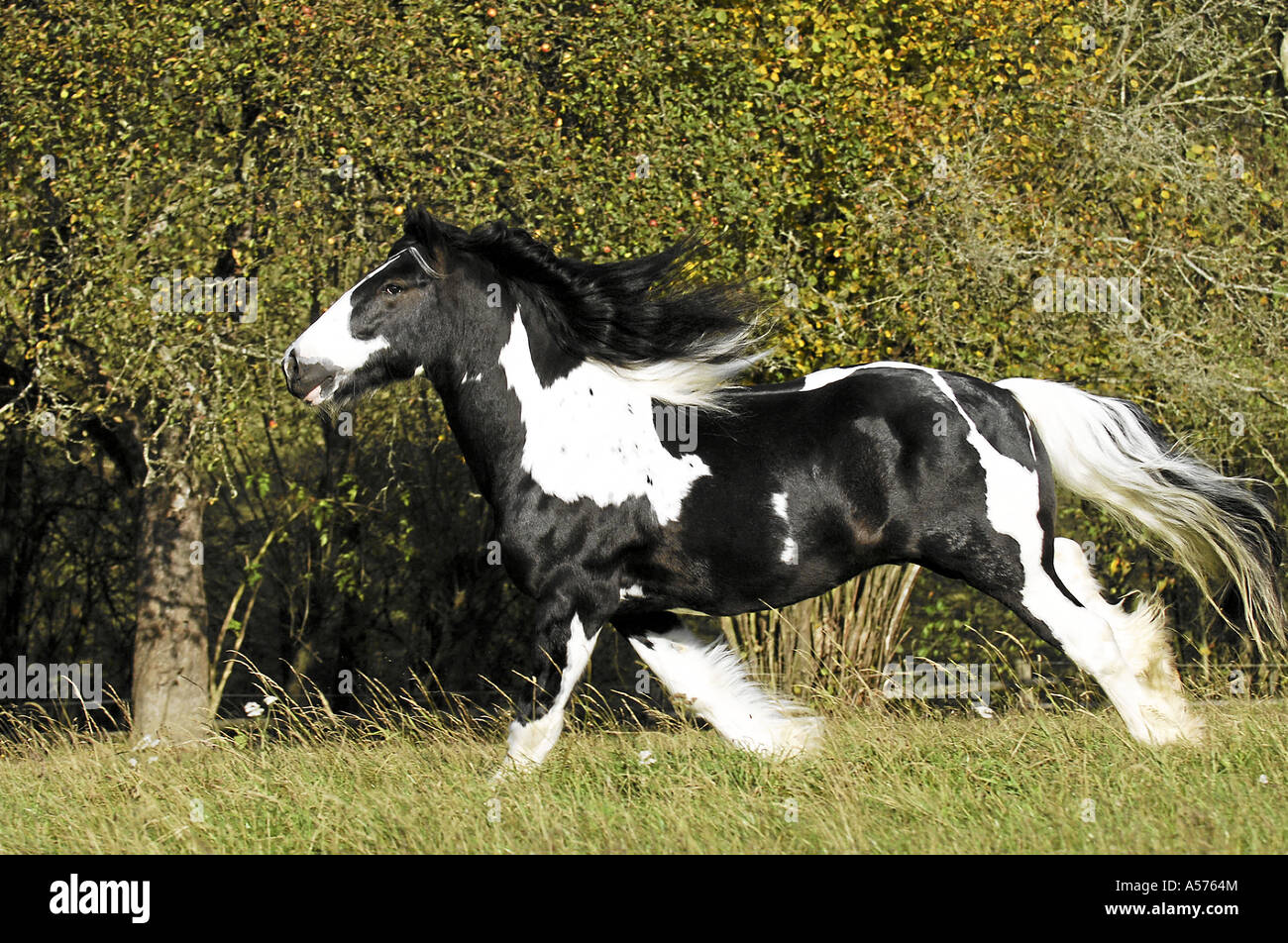 Tinker horse hi-res stock photography and images - Alamy
