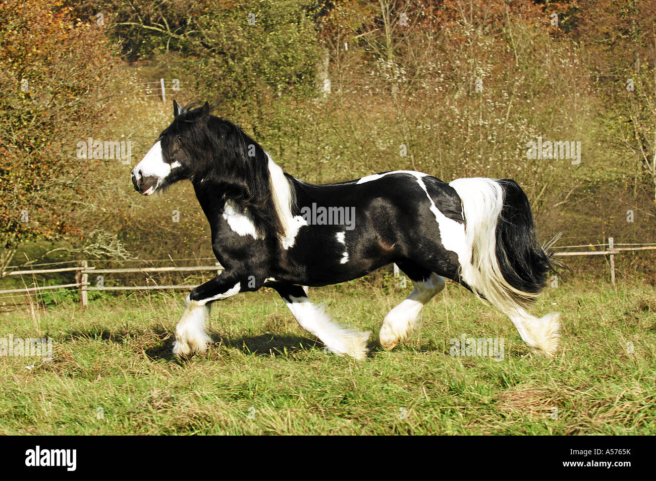 Tinker horse hi-res stock photography and images - Alamy