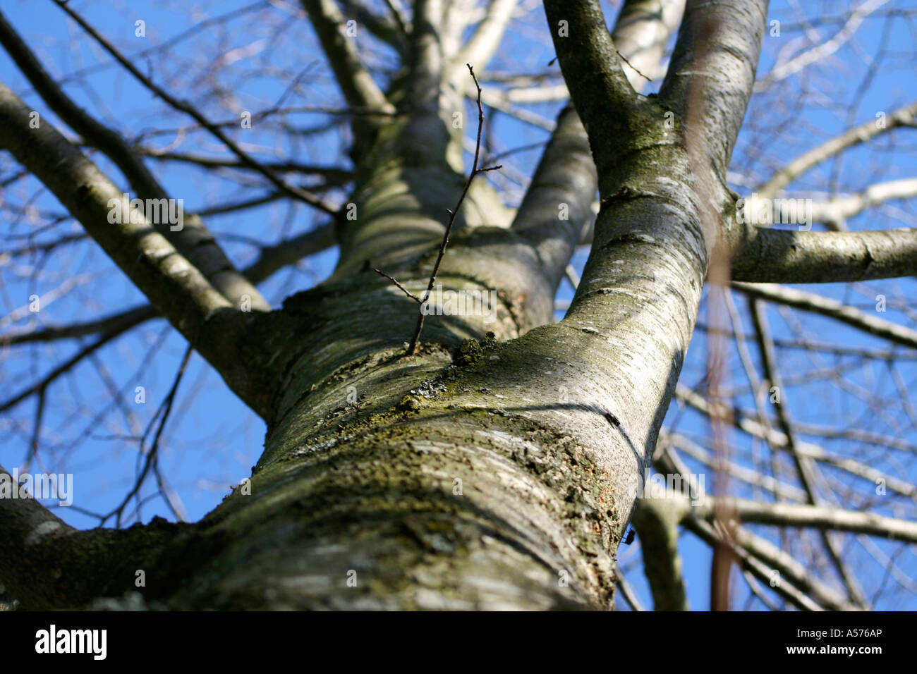 Tree, low angle view Stock Photo - Alamy