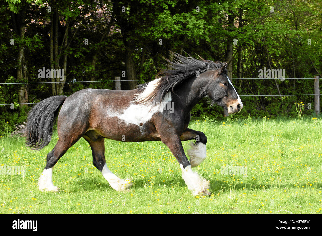 Irish tinker pferd hi-res stock photography and images - Alamy