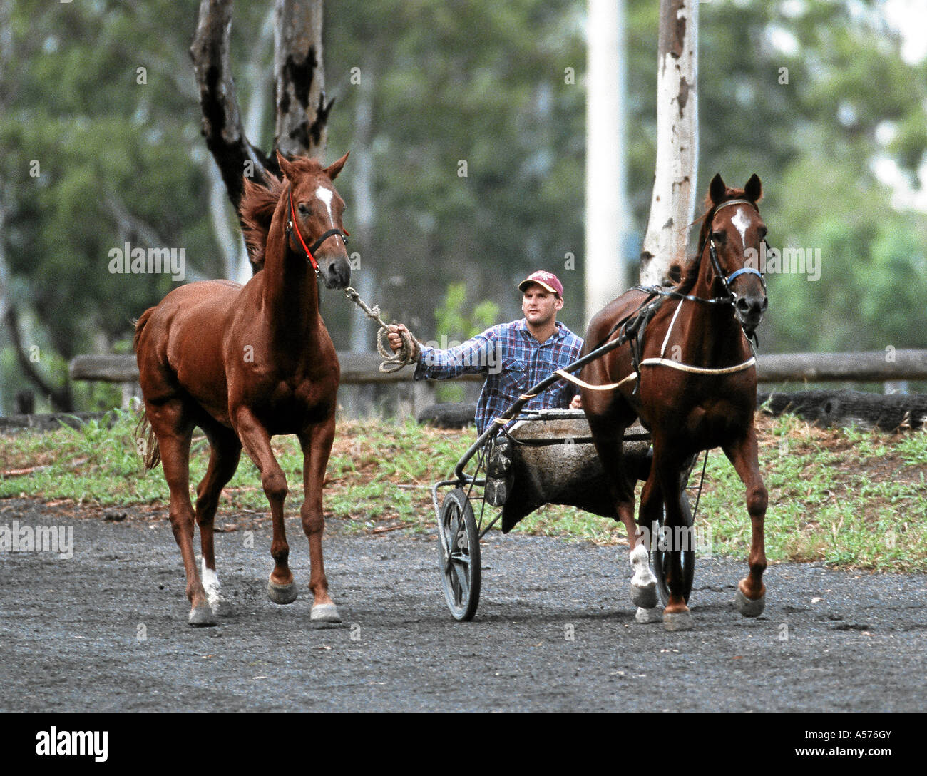 Traber Trotter Horse Stock Photo - Alamy