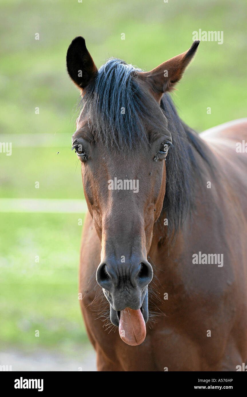 Traber Trotter Horse Stock Photo - Alamy