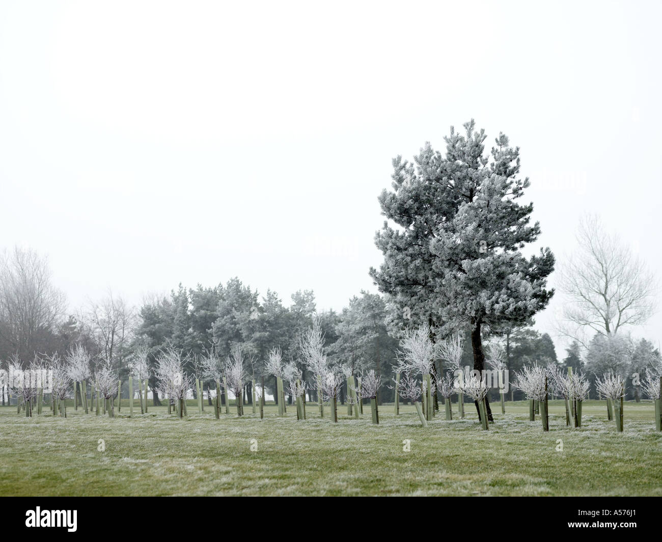 A tree in the winter within a group of saplings landscape Stock Photo ...
