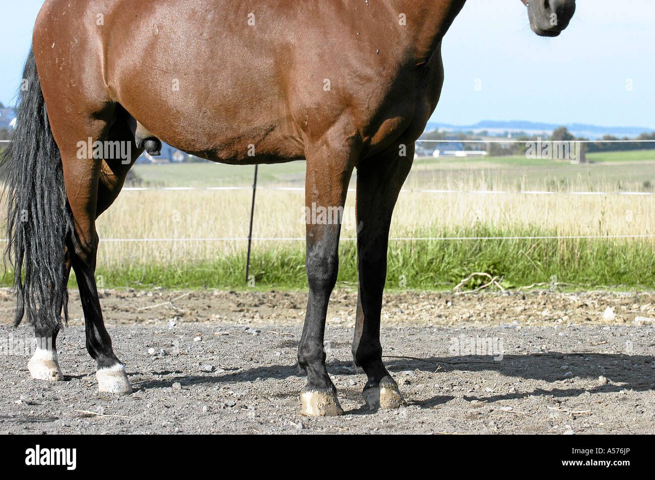 Traber hi-res stock photography and images - Alamy