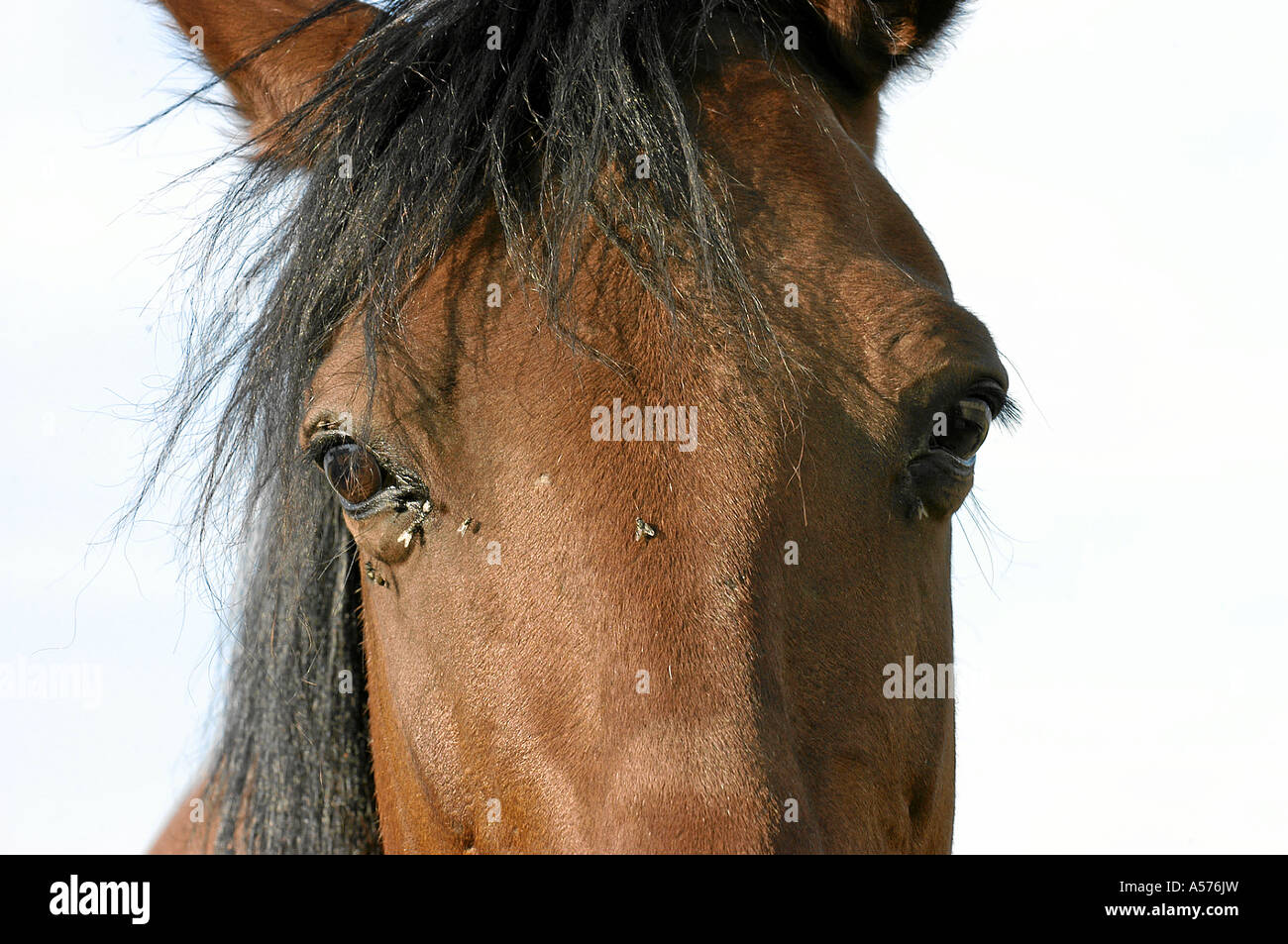 Traber hi-res stock photography and images - Alamy