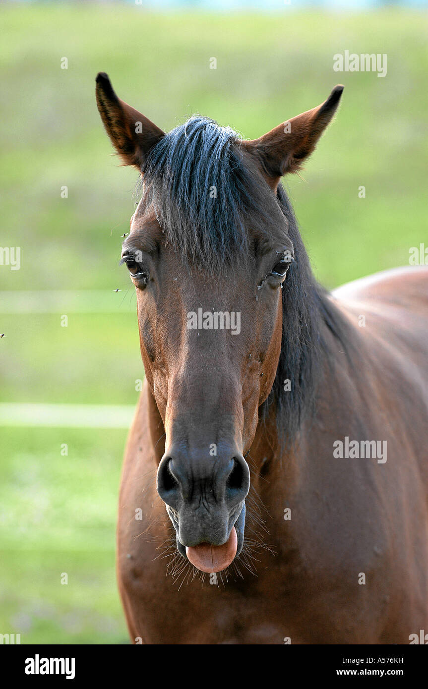 Traber Trotter Horse Stock Photo - Alamy