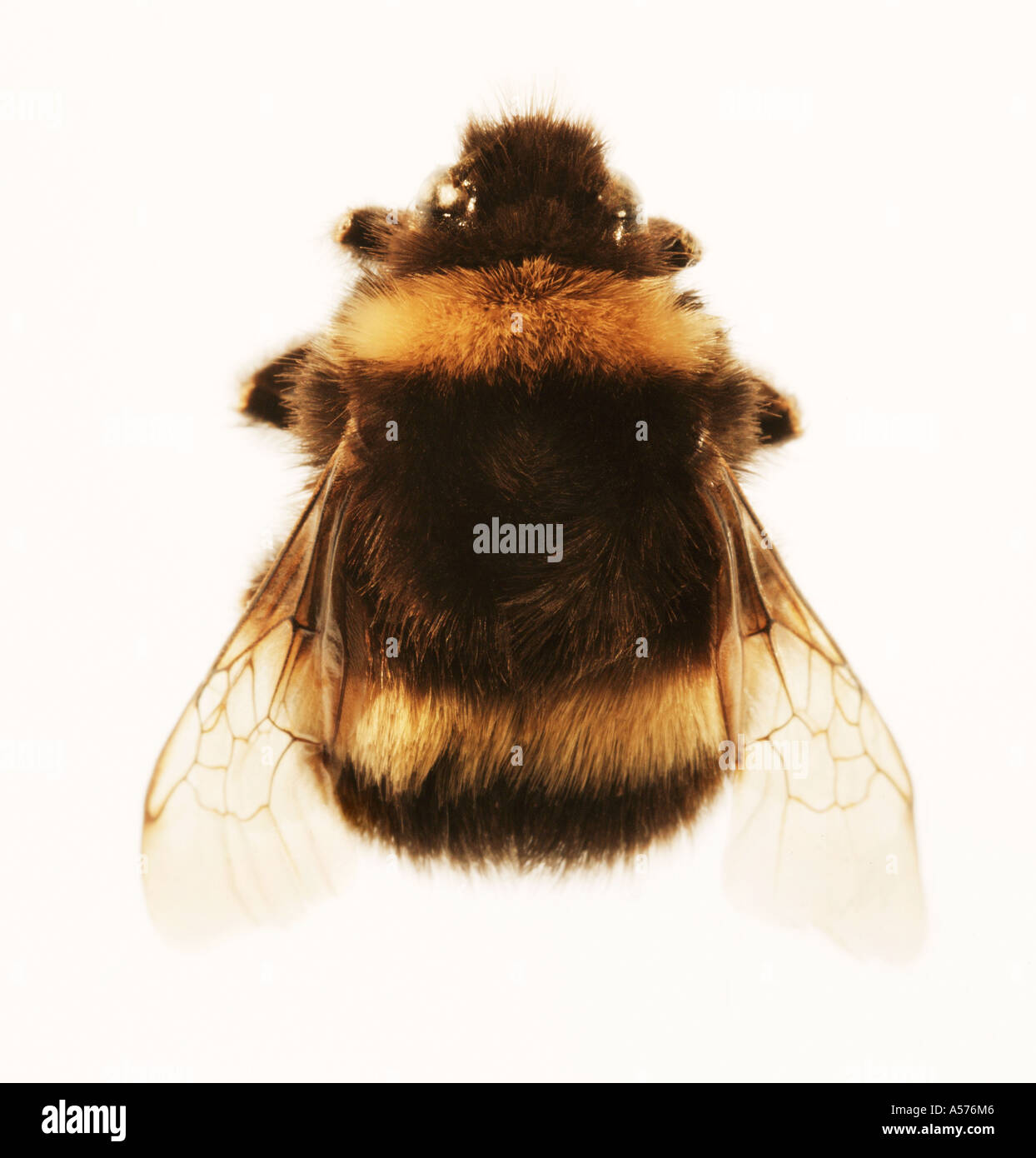 Close up macro bumble Cut Out Stock Images & Pictures - Alamy
