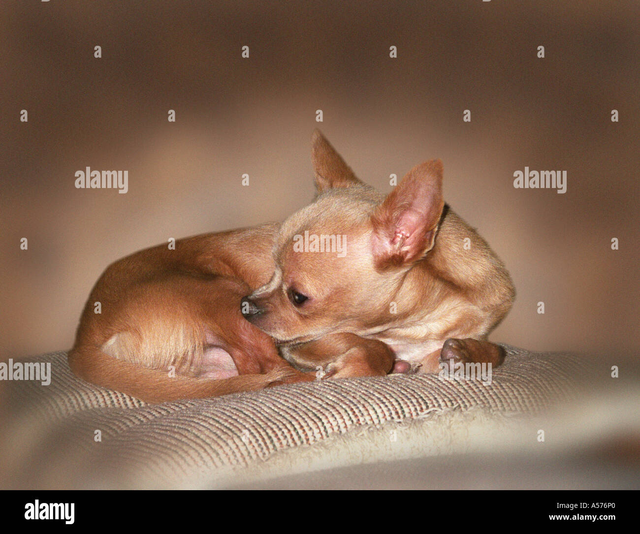 Curled up sleeping Chihuahua puppy Stock Photo - Alamy