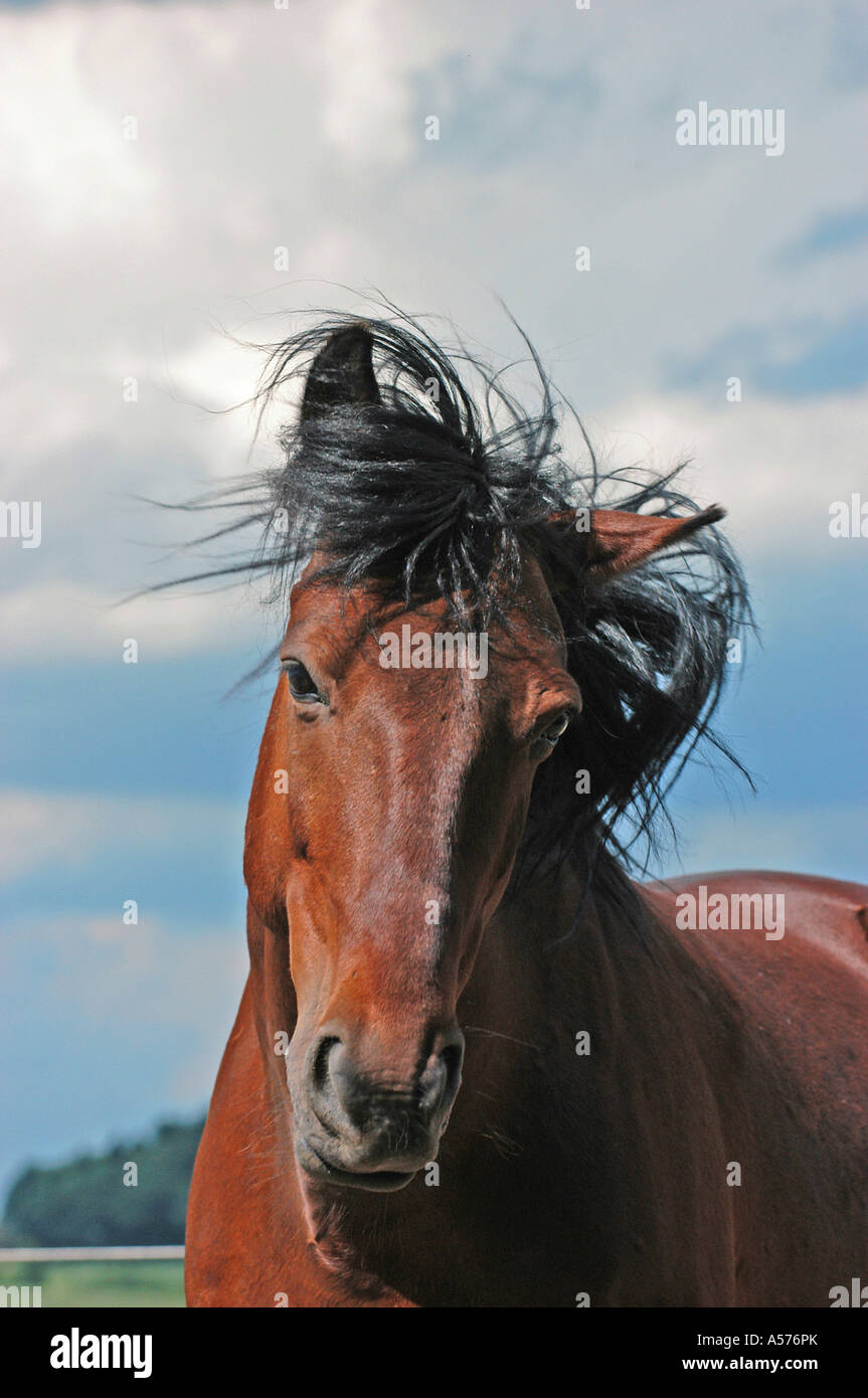 Traber Trotter Horse Stock Photo - Alamy