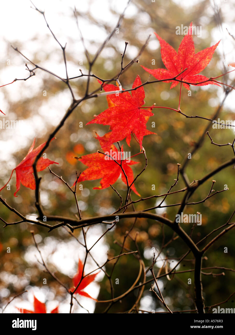 Acer palmatum life cycle change hi-res stock photography and images - Alamy