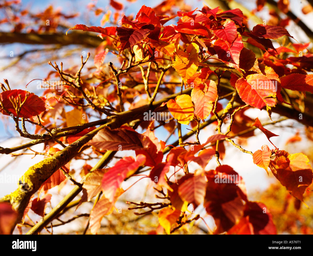 Beech Tree leaves in autumn Stock Photo - Alamy