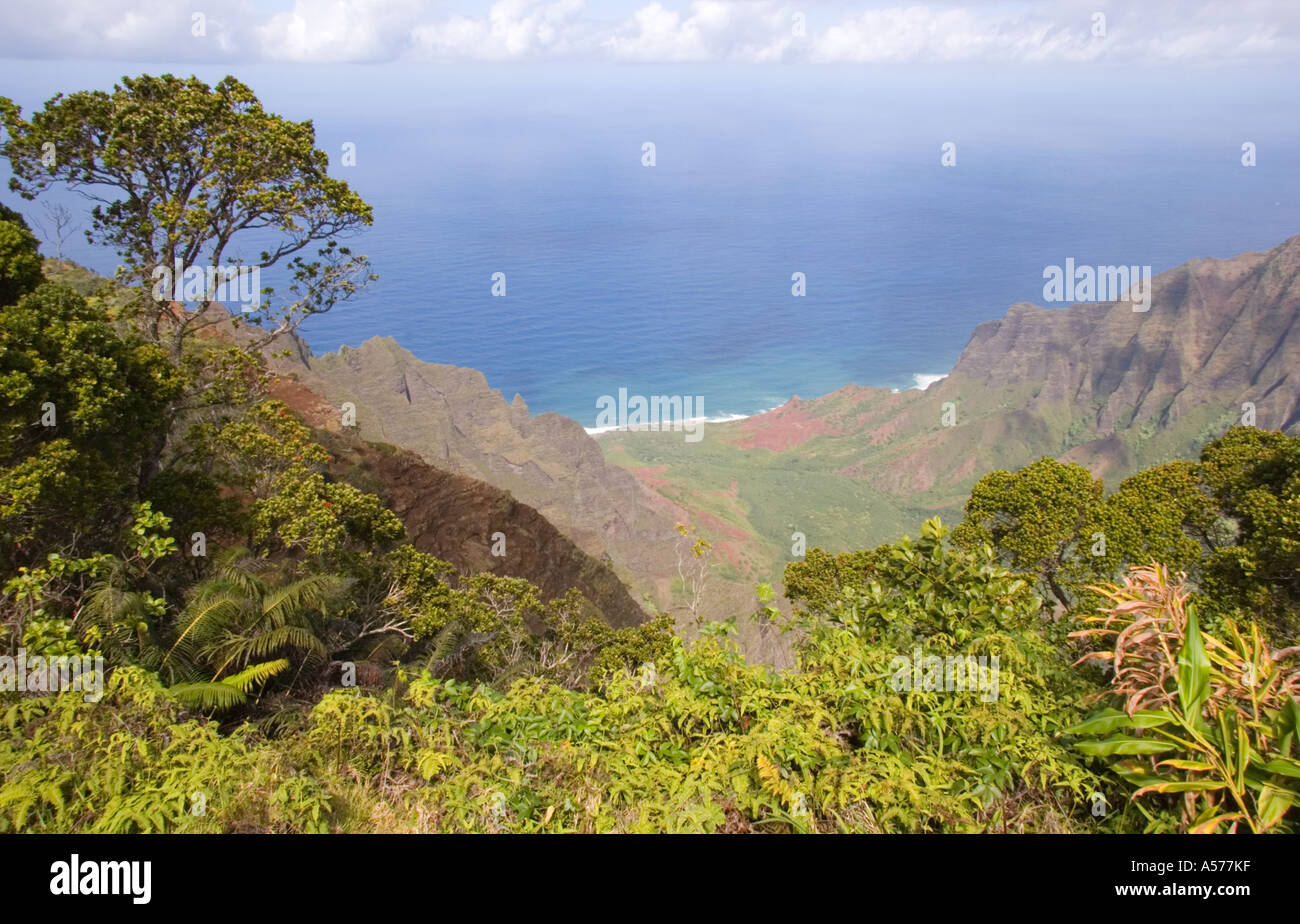 Ohia trees hi-res stock photography and images - Alamy
