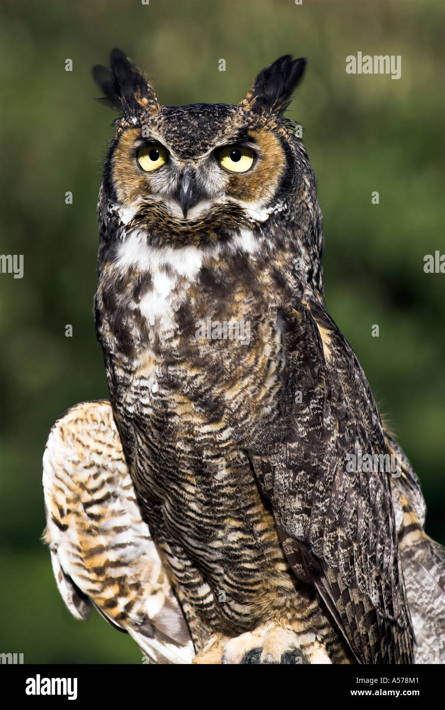 Great Horned Owl Bubo virginianus with broken wing controlled ...
