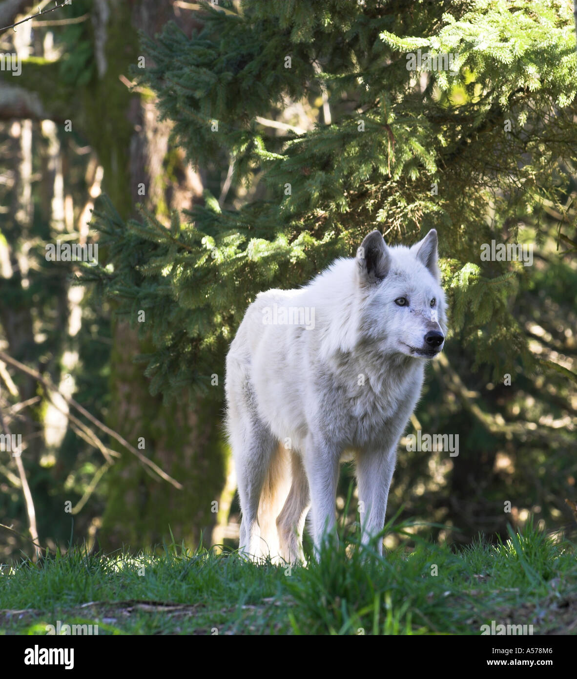 Timber wolf alaska hi-res stock photography and images - Alamy