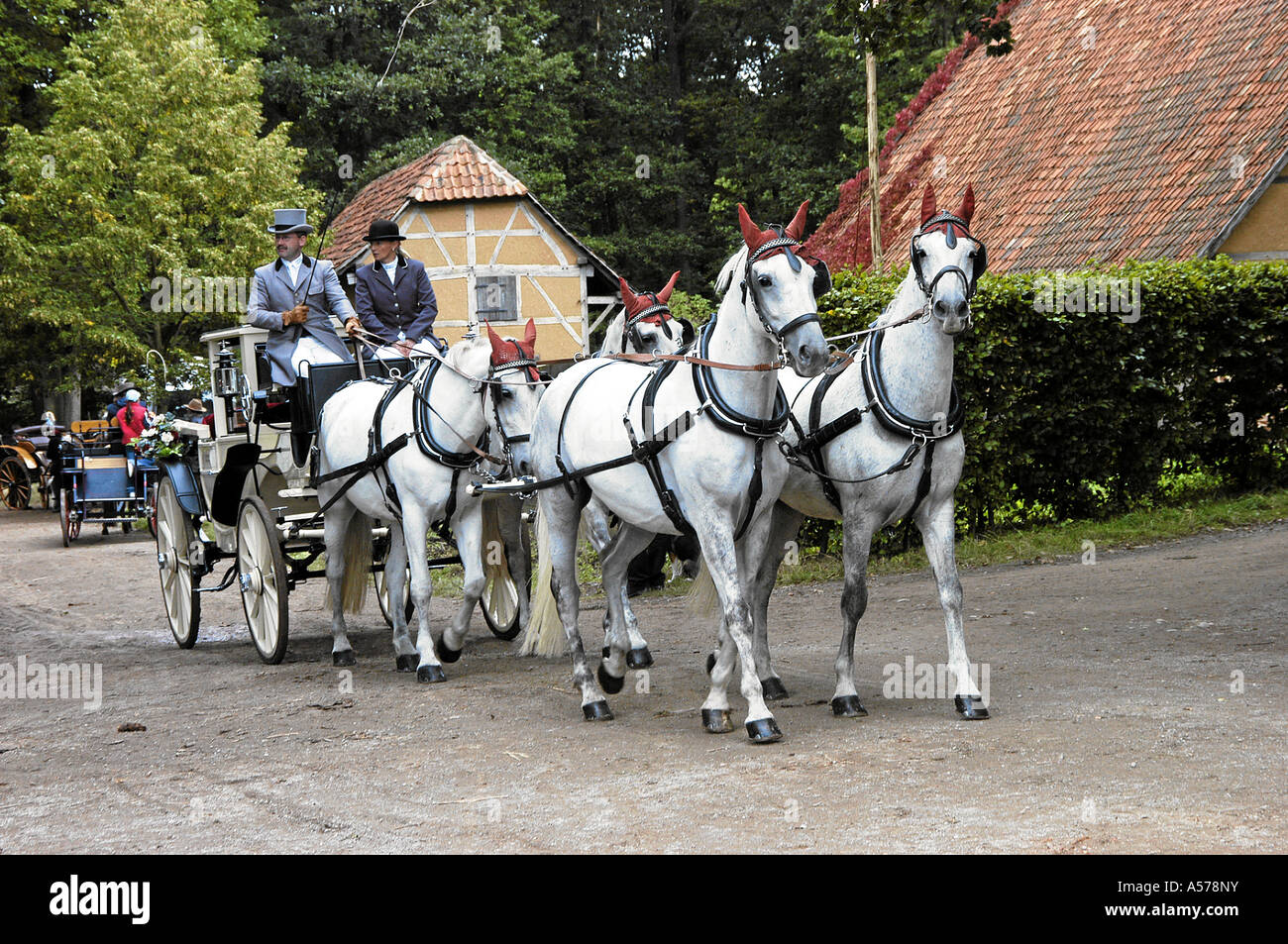 Orlow horse orlow trotter equus hi-res stock photography and images - Alamy