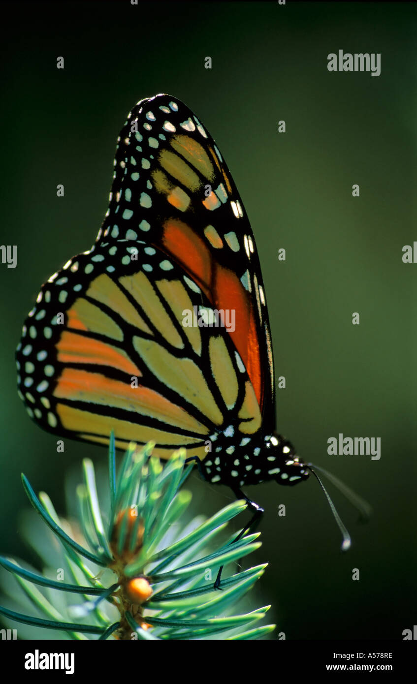 Monarch butterfly, Danaus plexippus Stock Photo - Alamy