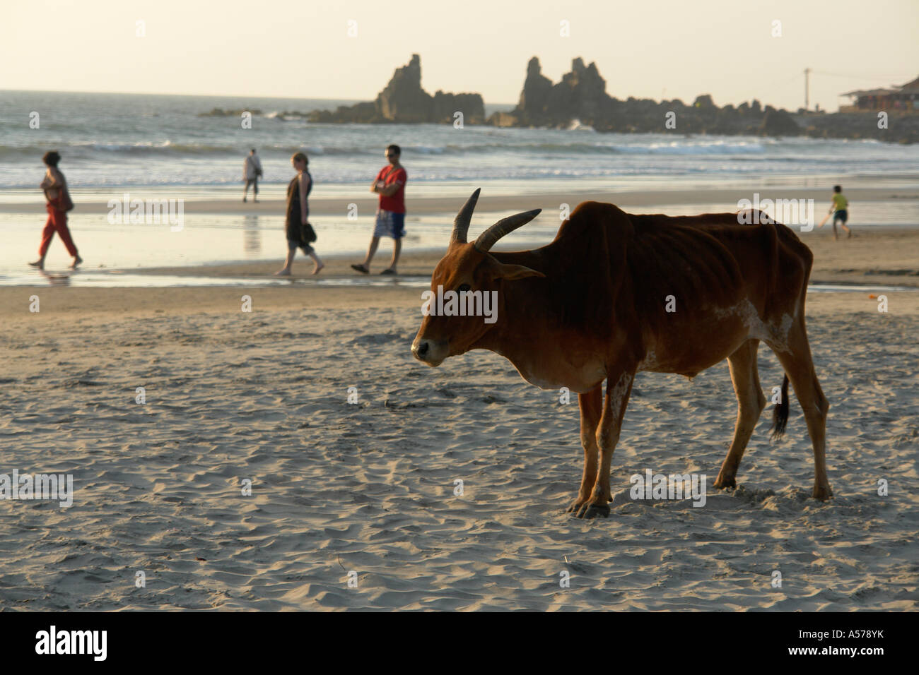 Painet jc3007 india cows beach arambol goa cow country developing ...