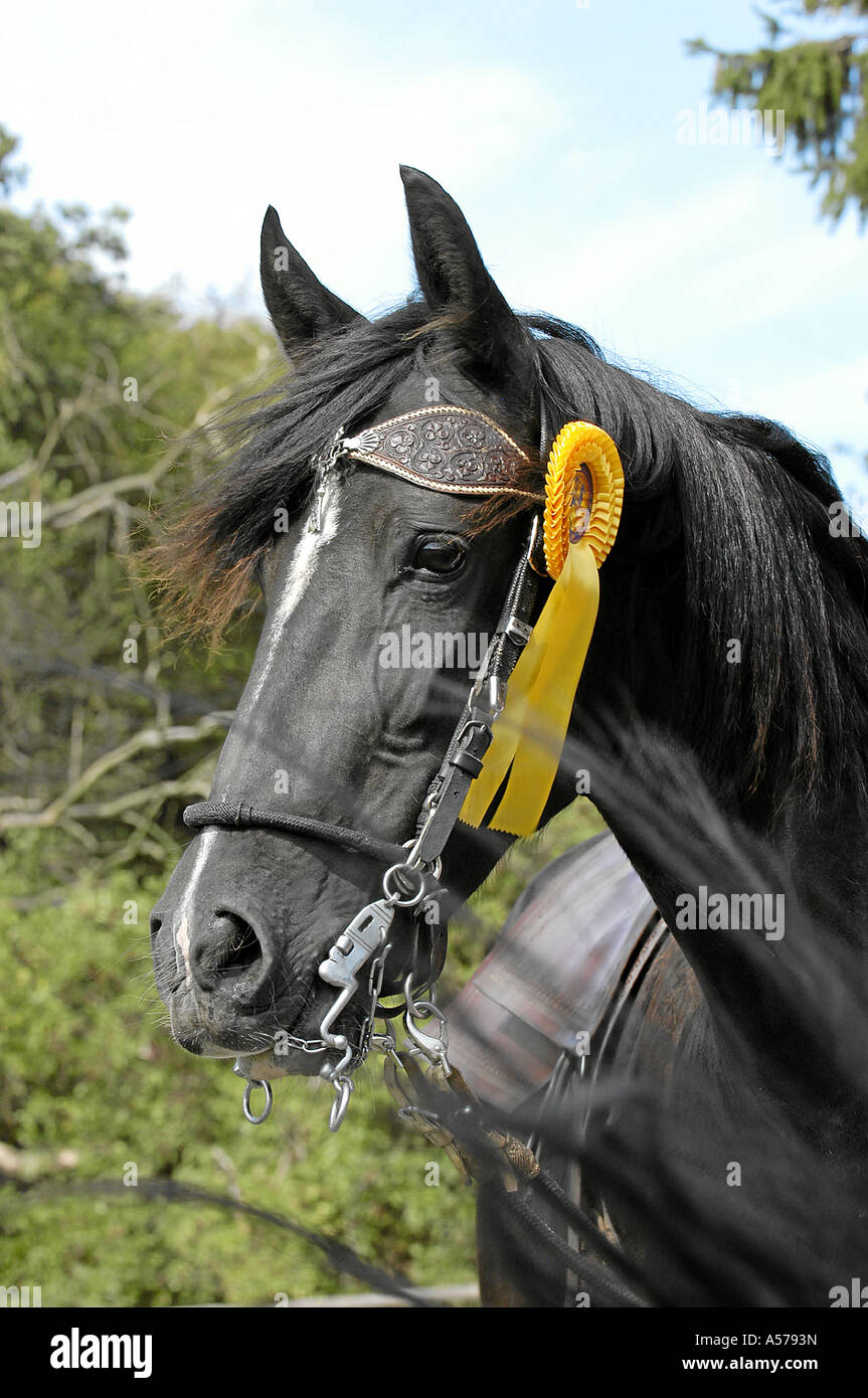 Paso Peruano Horse Stock Photo - Alamy