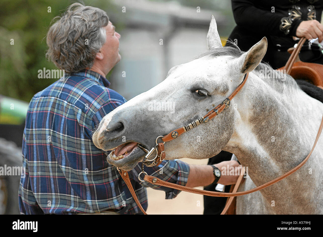Woman riding american quarter horse hi-res stock photography and images ...