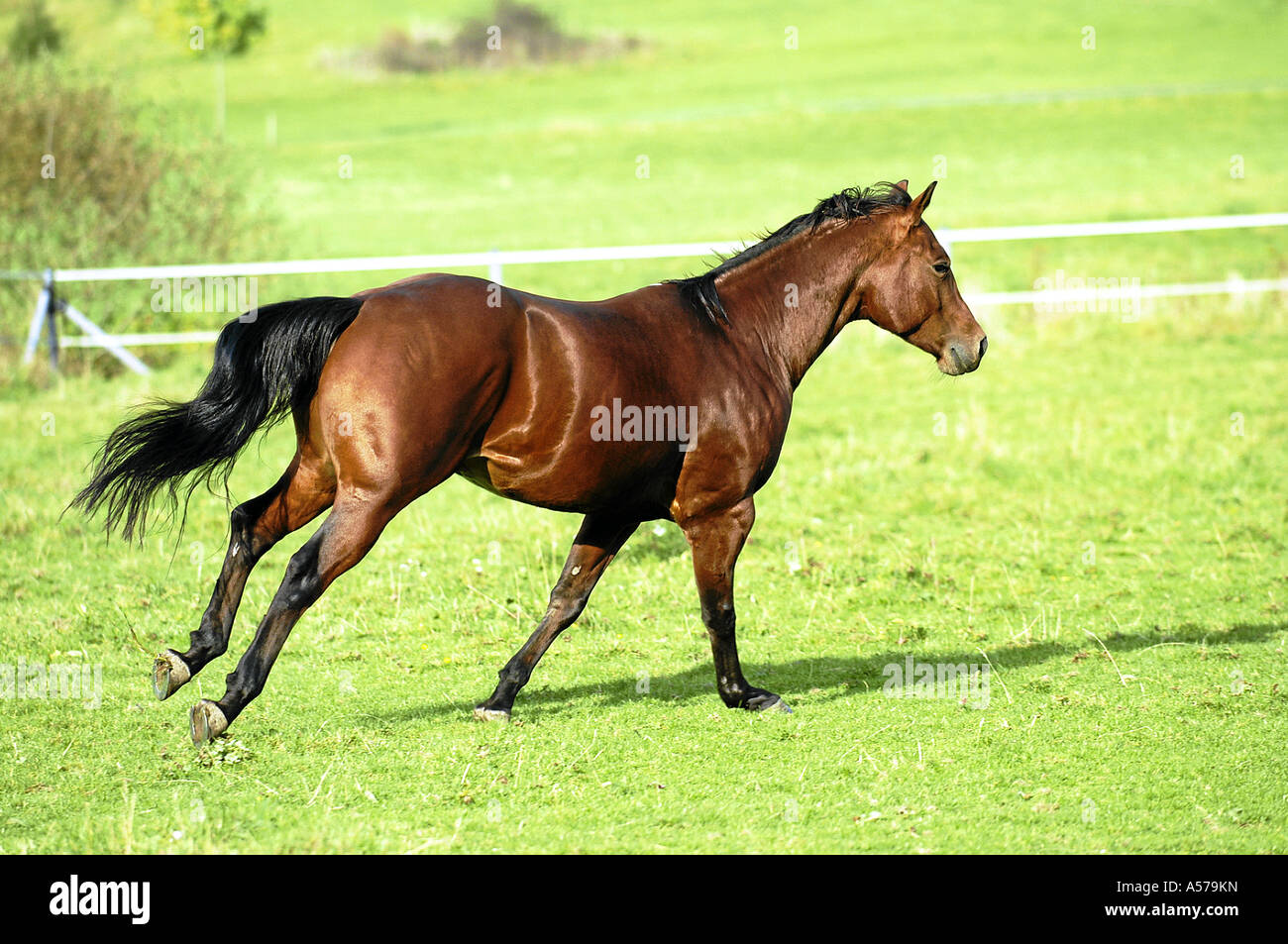 Pferd horse equus tier animal quarter western hi-res stock photography ...