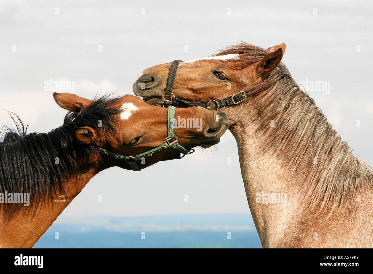 Communications with horse hi-res stock photography and images - Alamy