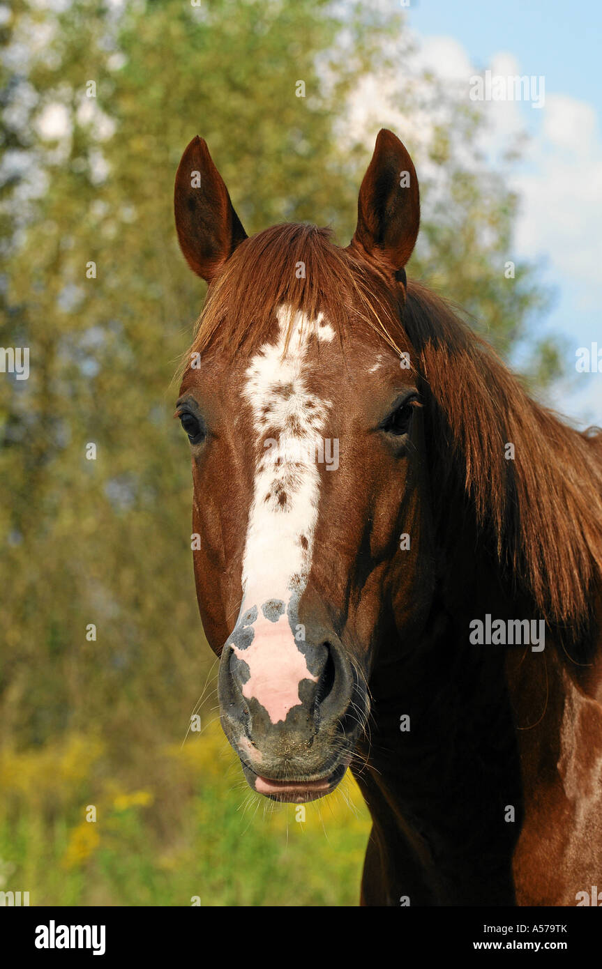 quarter horse hengst german chic olena Stock Photo - Alamy