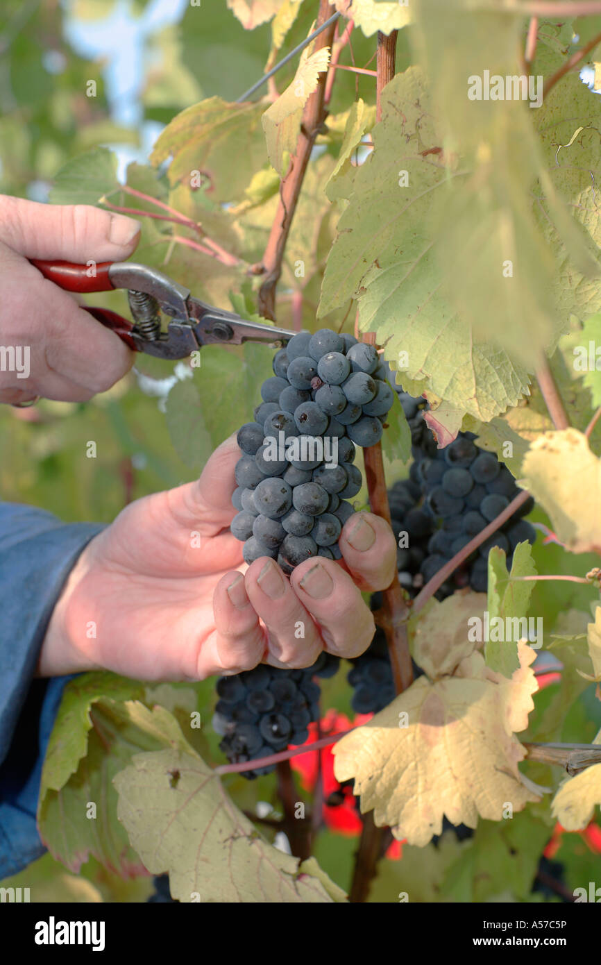 Man cutting grapes in vinyard, close-up Stock Photo - Alamy
