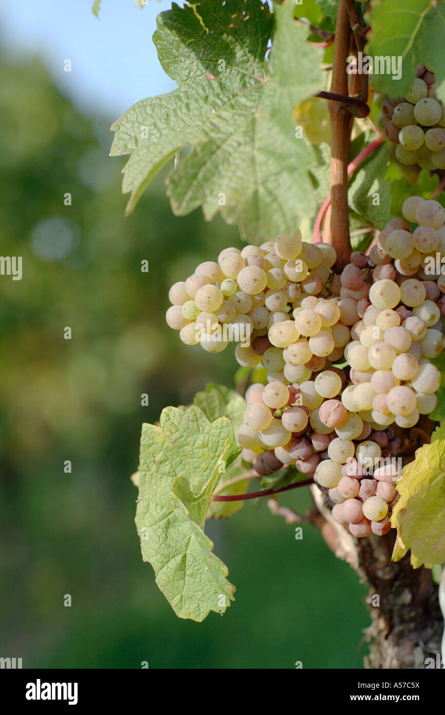 White grapes, close-up Stock Photo - Alamy