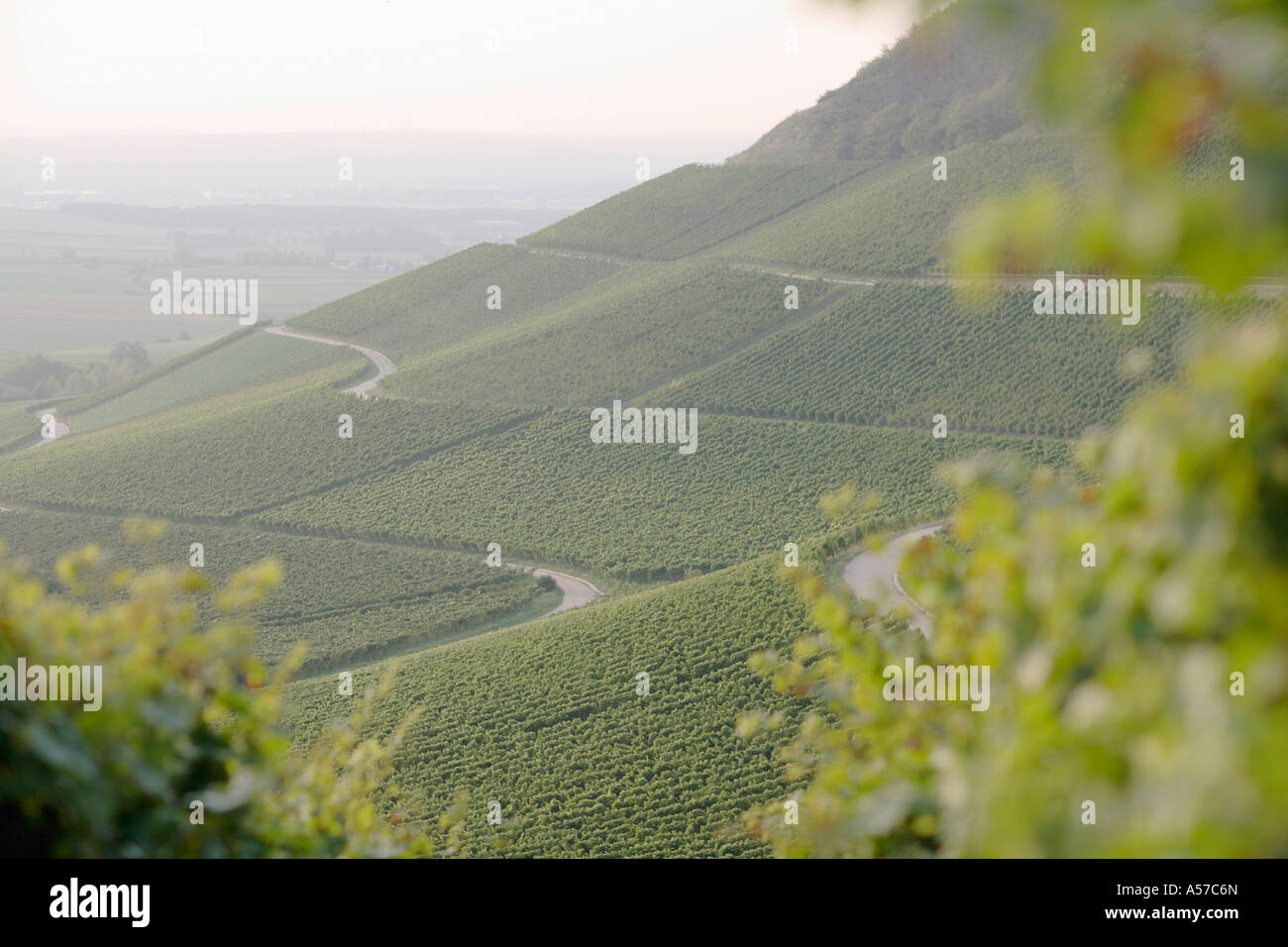 Vines vine vinyard germany hi-res stock photography and images - Alamy