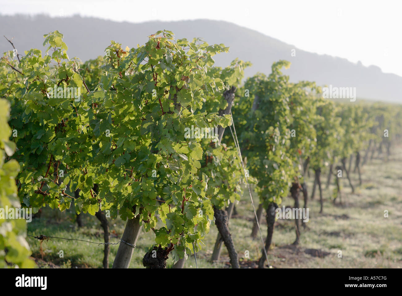 Vines vine vinyard germany hi-res stock photography and images - Alamy
