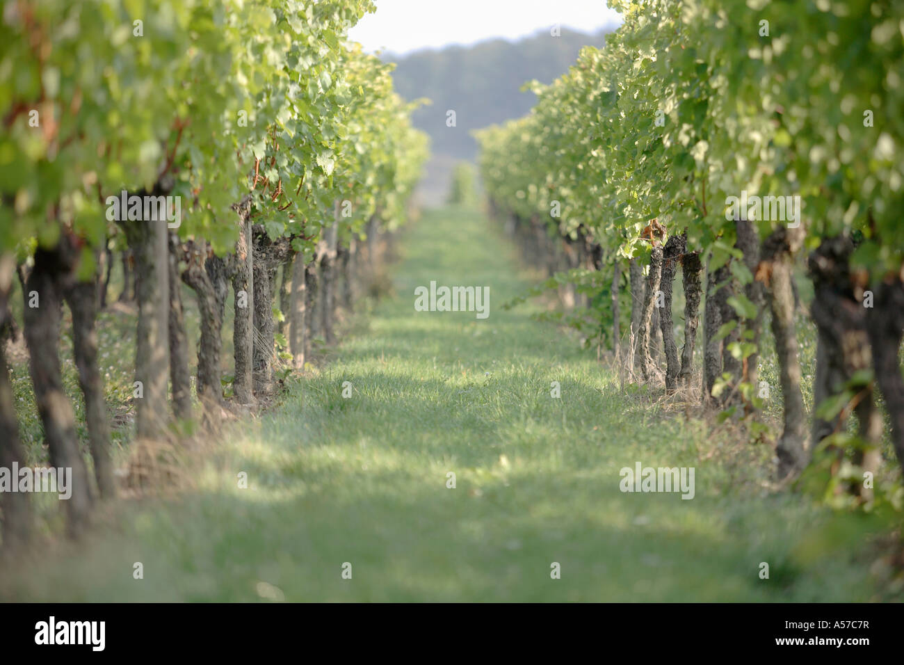 Vines vine vinyard germany hi-res stock photography and images - Alamy