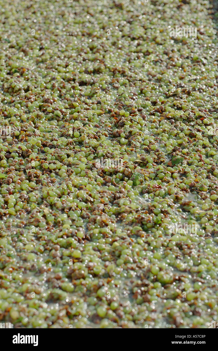 White grapes, close-up Stock Photo - Alamy