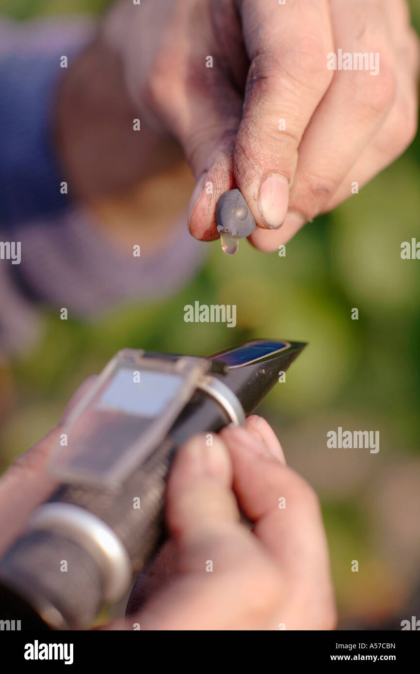 Man using refractometer Stock Photo - Alamy