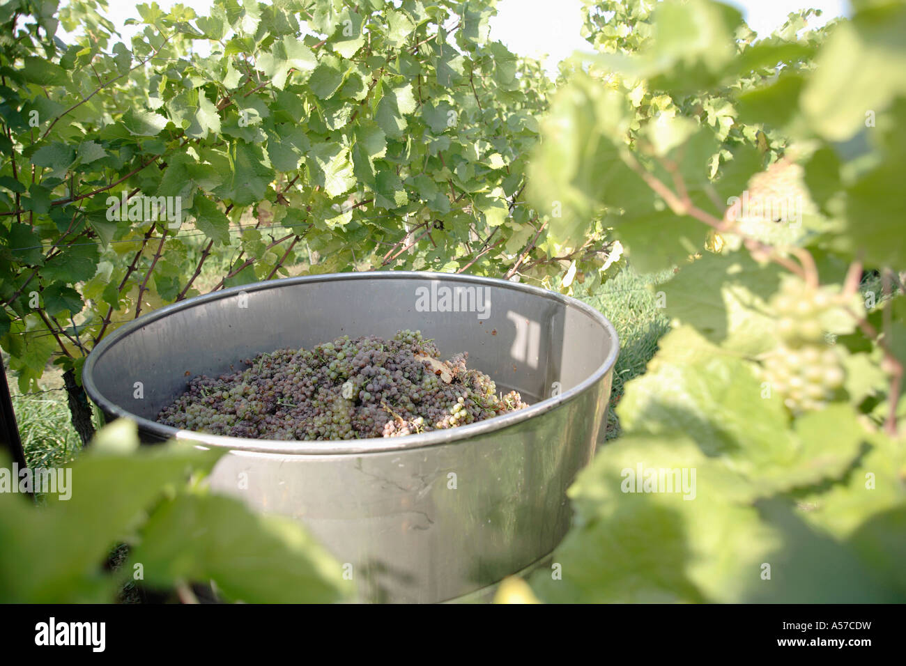 Grape tubs hi-res stock photography and images - Alamy
