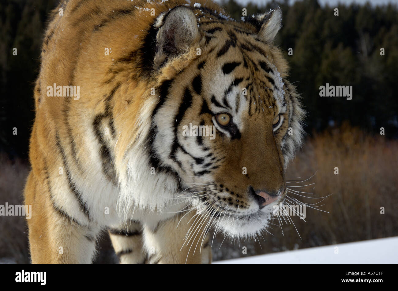 Siberian Tiger Panthera tigris altaica close up of face captive USA ...