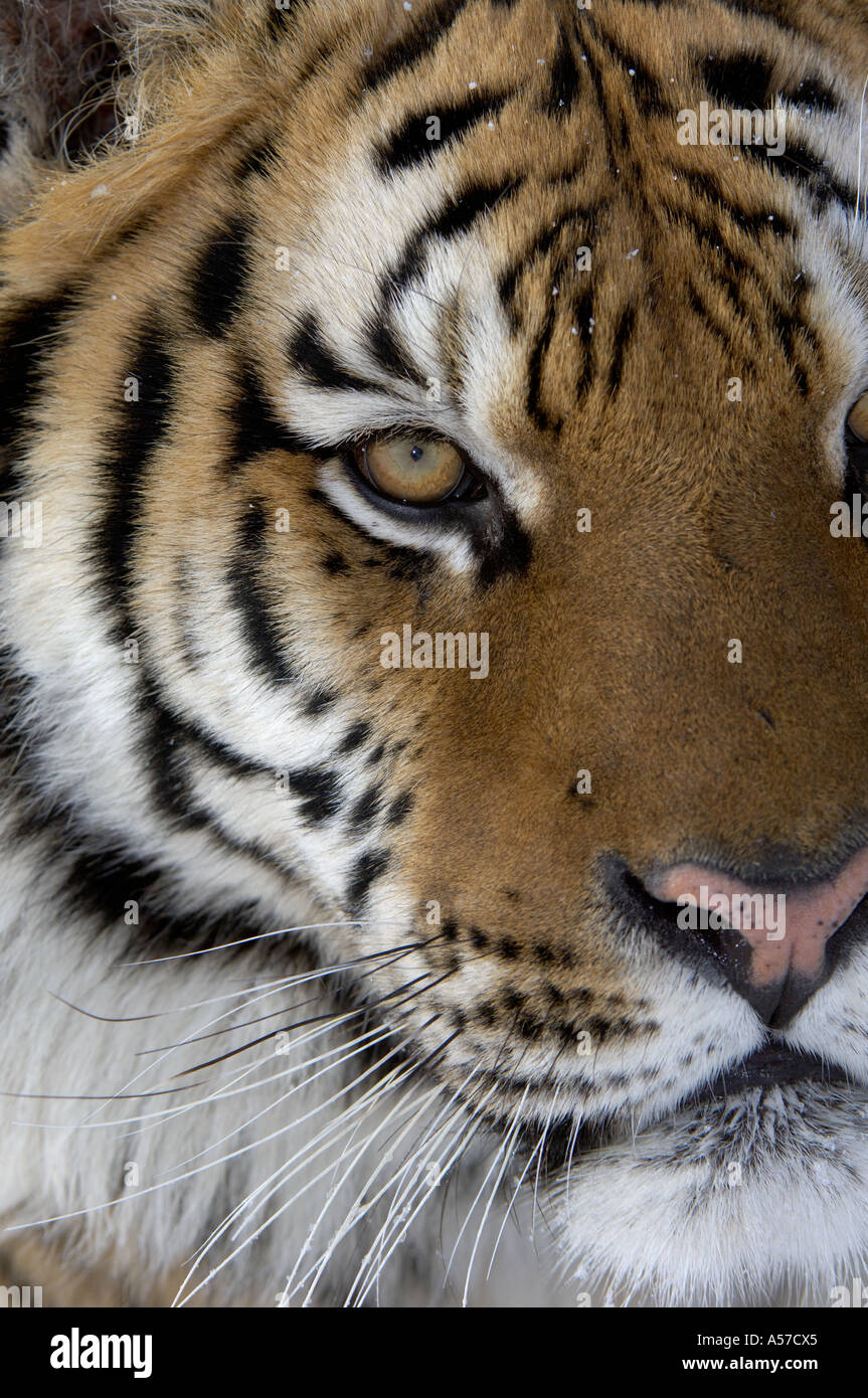 Close up of Face of Siberian Tiger Panthera tigris altaica captive USA ...