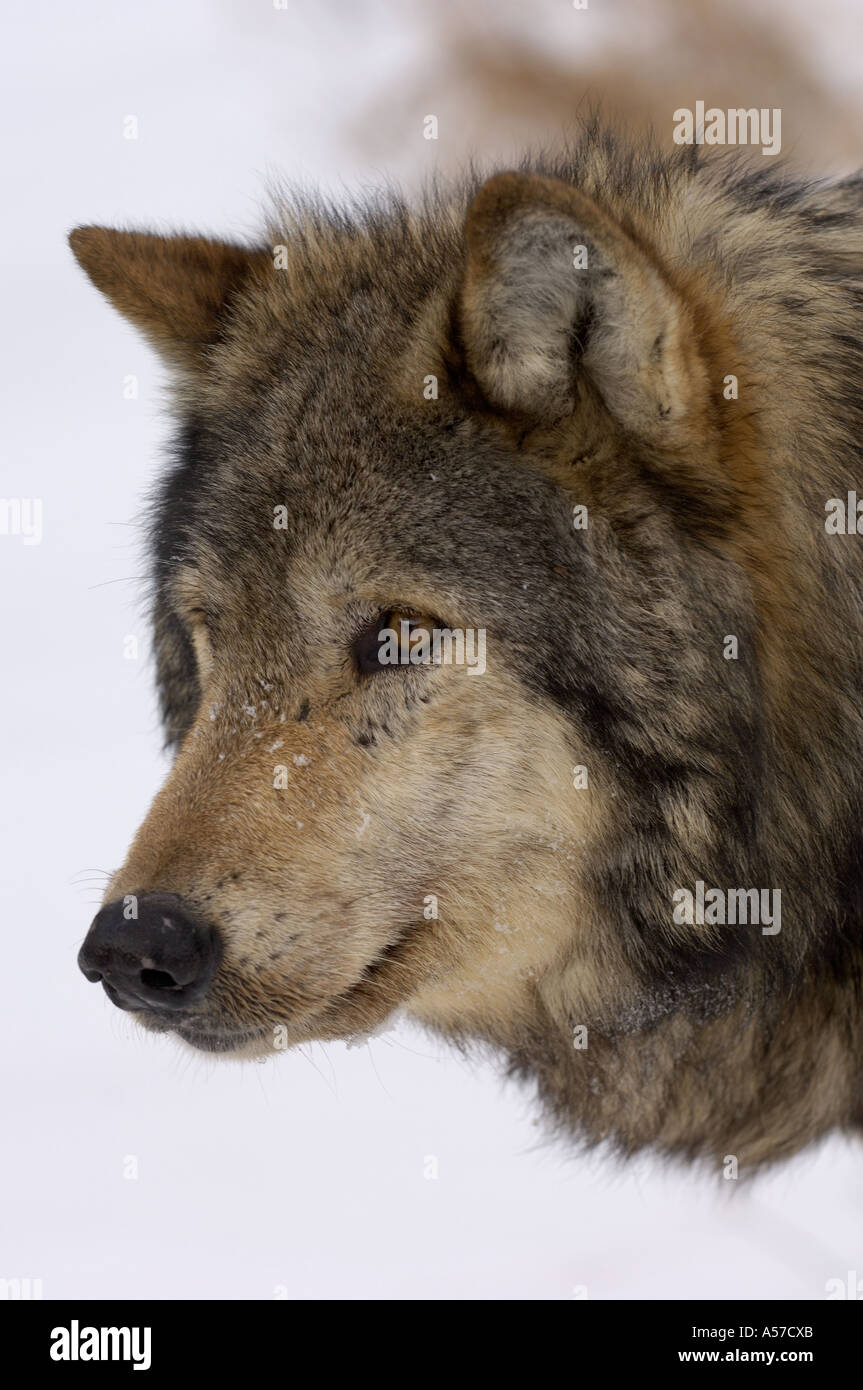 Portrait of a Timber Wolf Canis lupus captive USA Stock Photo - Alamy