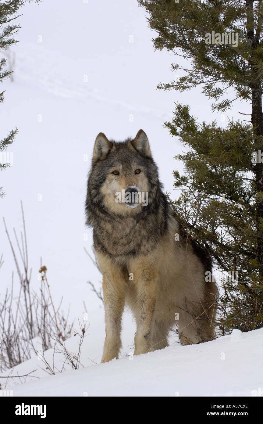 Timber Wolf Canis lupus standing in snow captive USA Stock Photo - Alamy