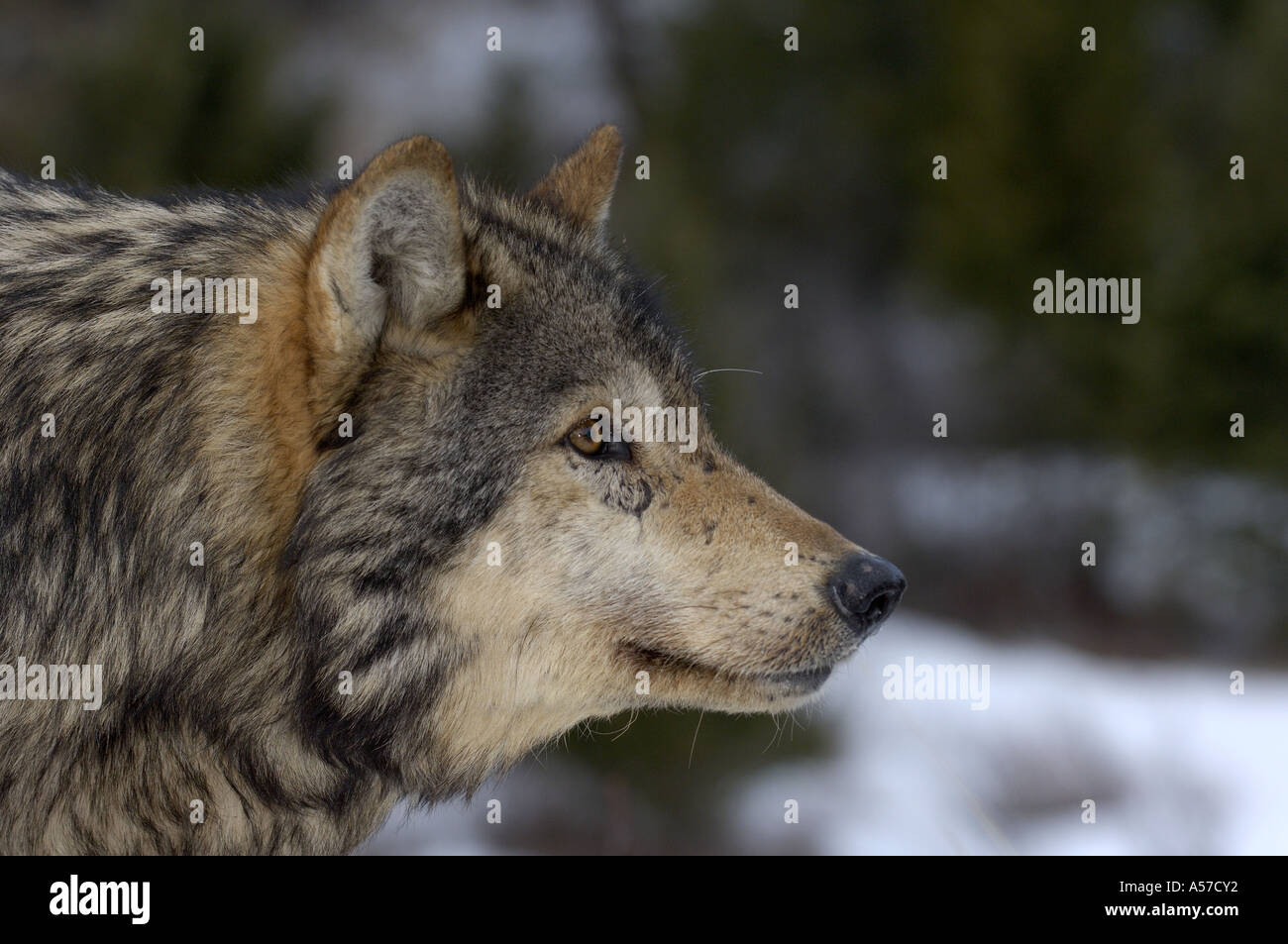 Portrait of a Timber Wolf Canis lupus captive USA Stock Photo - Alamy