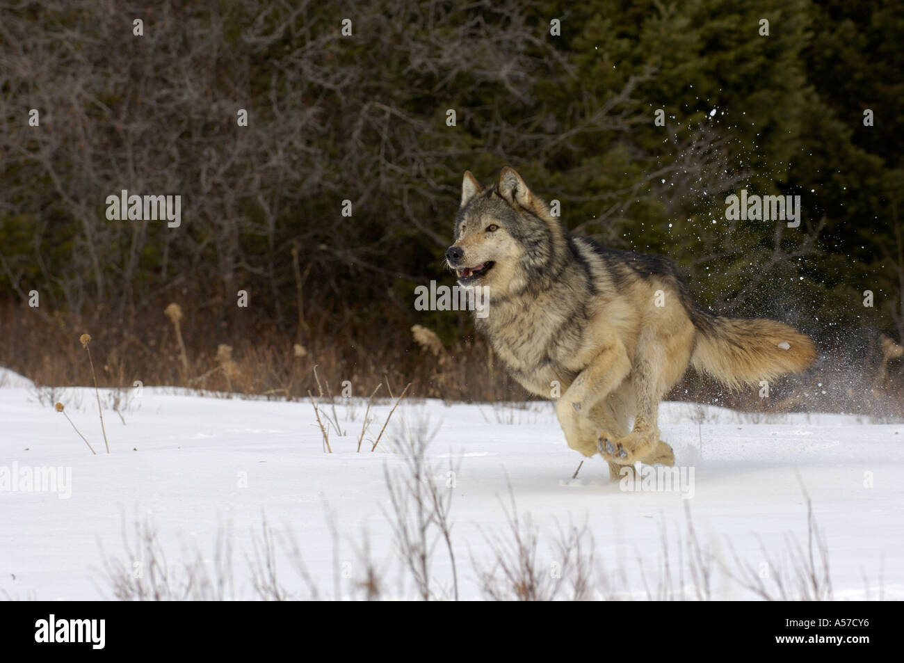 Timber Wolf Canis lupus running through snow captive USA Stock Photo ...