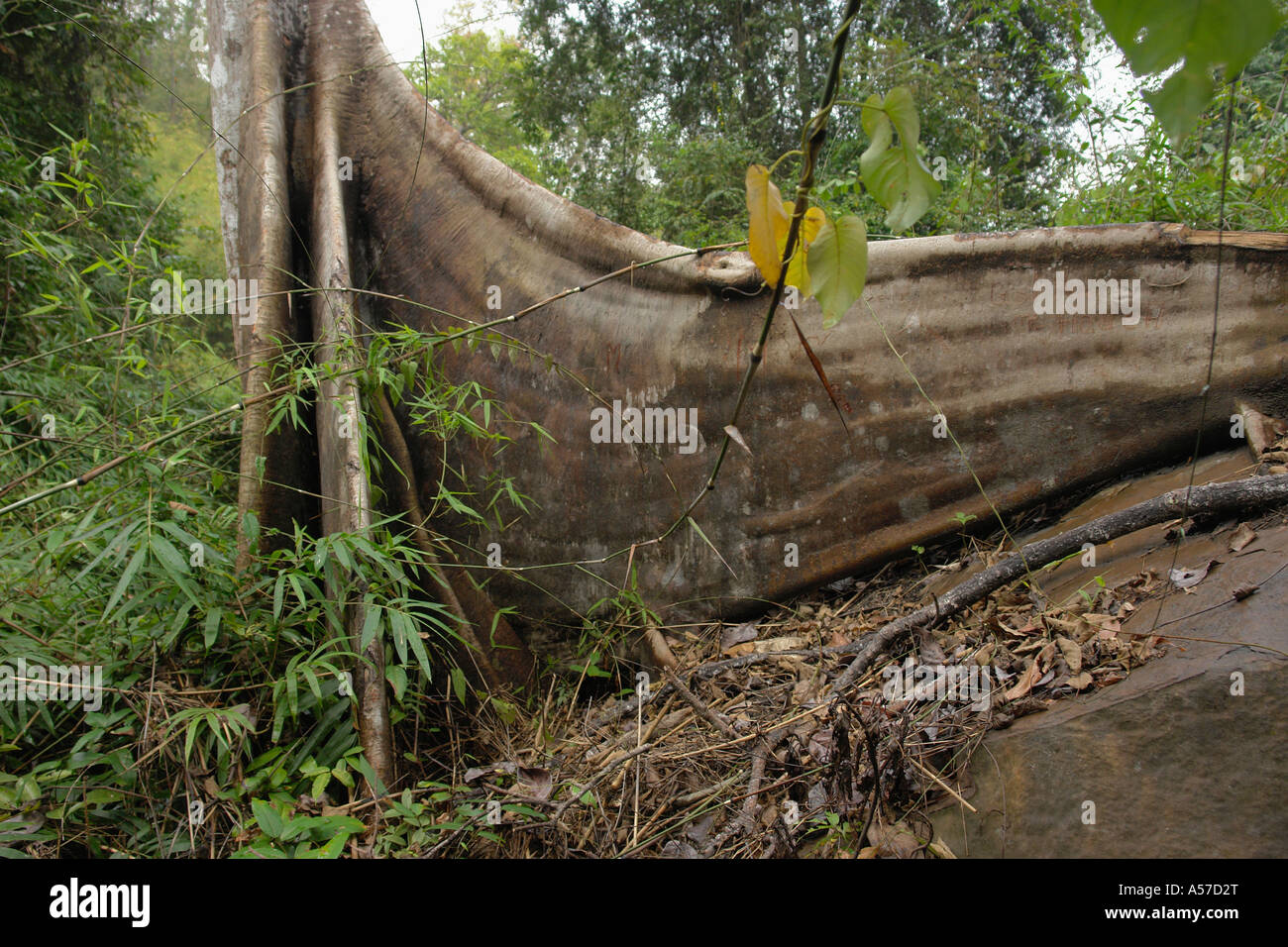 Painet je2113 cambodia community forestry project chambok kampong speu ...
