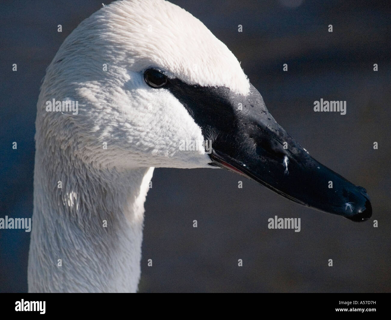 The head of a trumpeter swan, one of the largest birds in the world ...