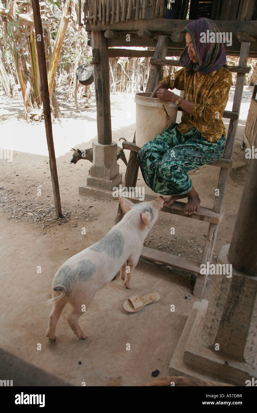 Painet je2132 cambodia woman female home pig daung village kampot ...