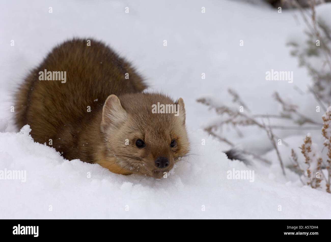 American Pine Marten Martes americana in snow captive USA Stock Photo ...