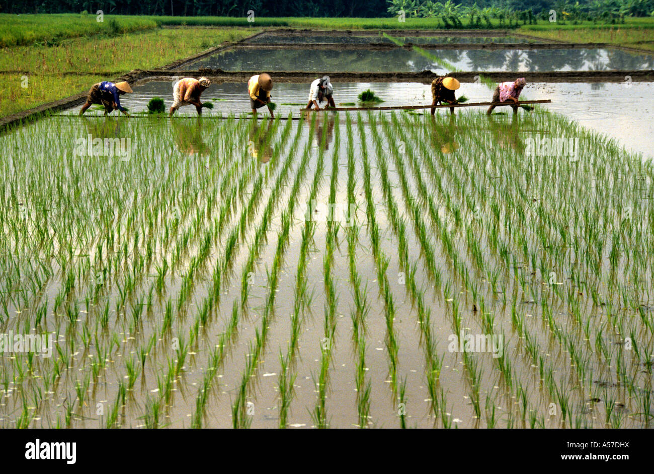 Farmer Toba Batak (Toba,Karo,Simalungun,Pak Pak, Mandailing, Angkola ...