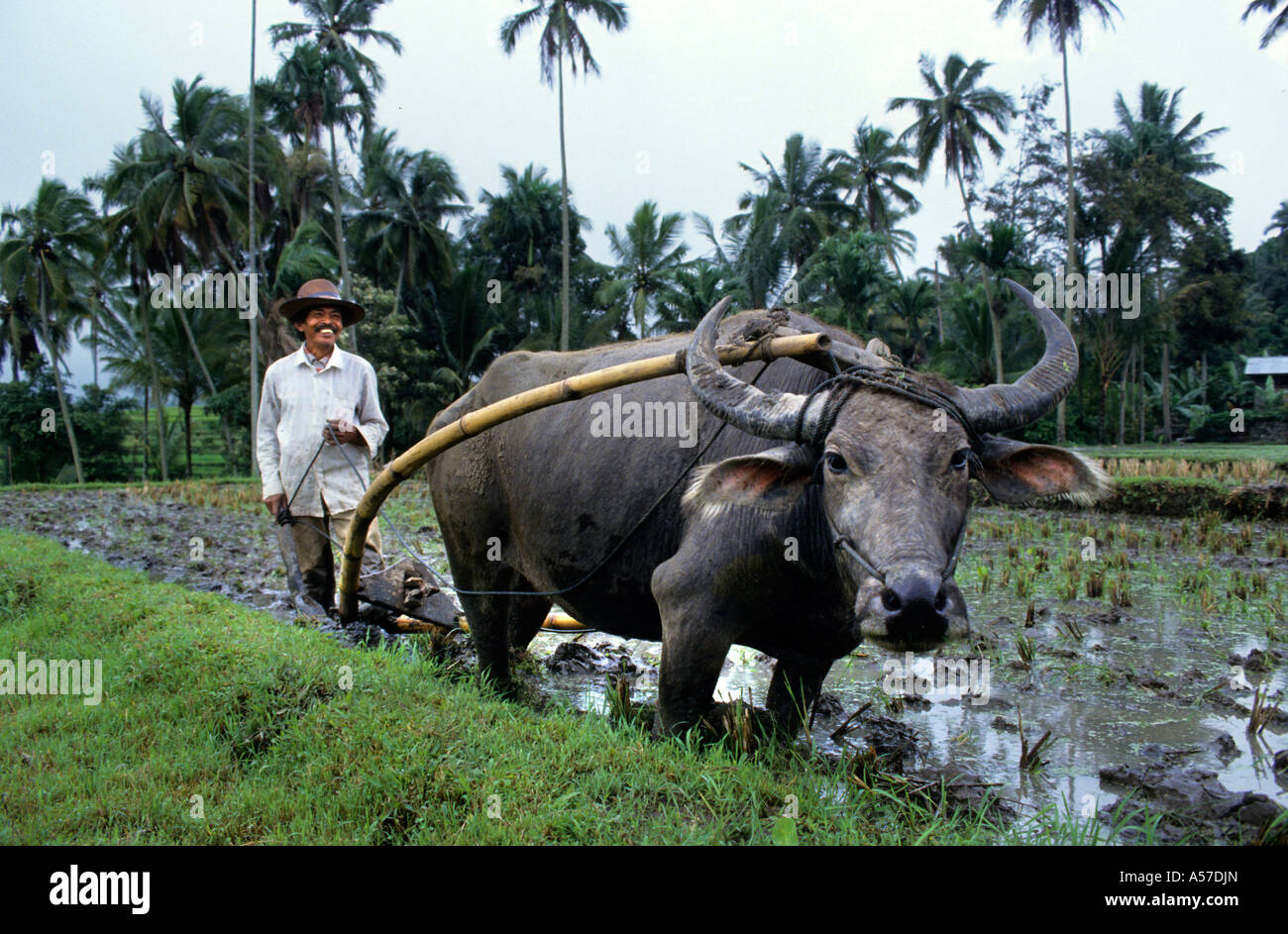 The batak largest indigenous hi-res stock photography and images - Alamy