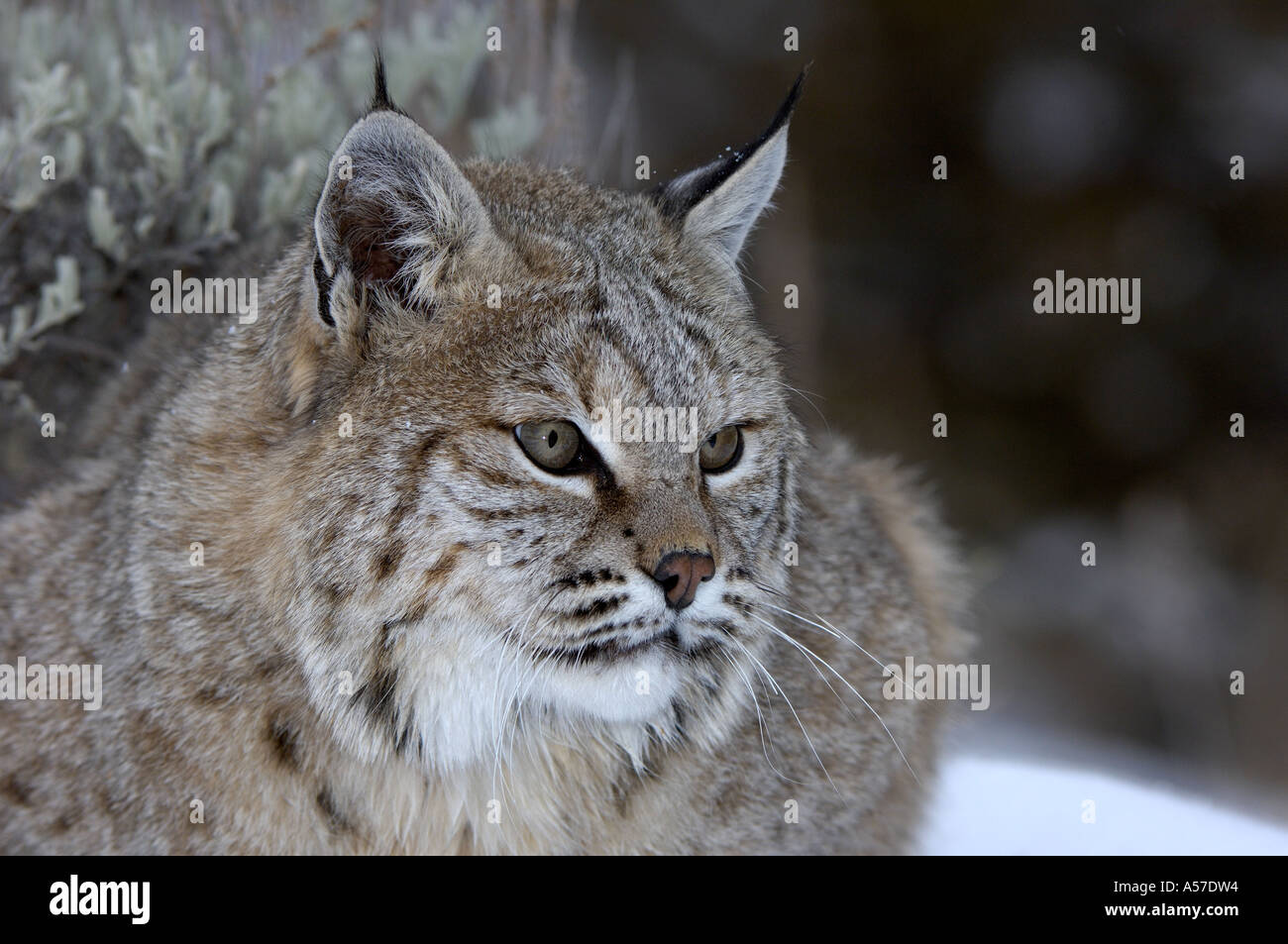 North American Bobcat Lynx rufus portrait captive USA Stock Photo - Alamy