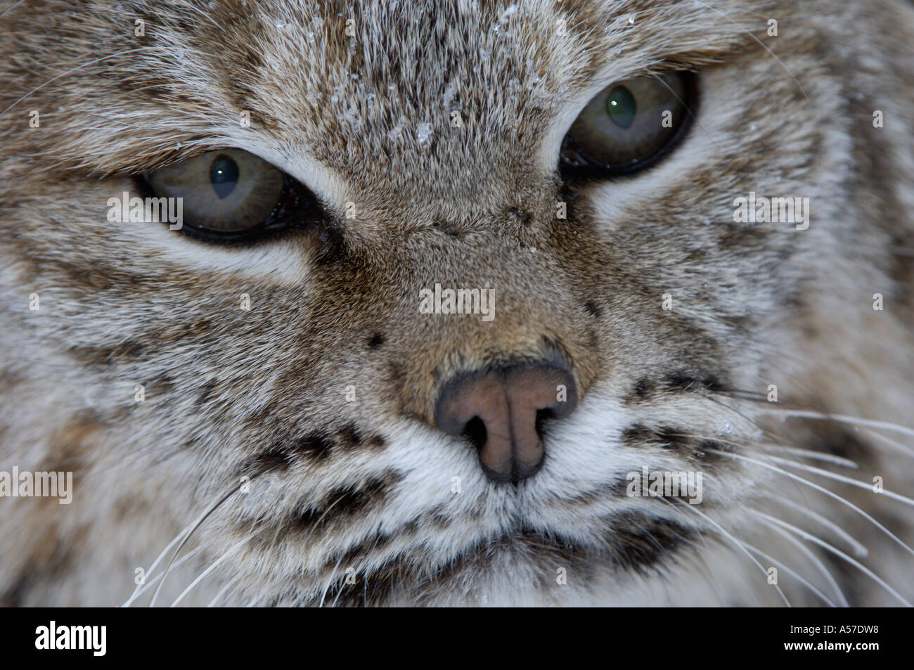 Bobcat face hi-res stock photography and images - Alamy